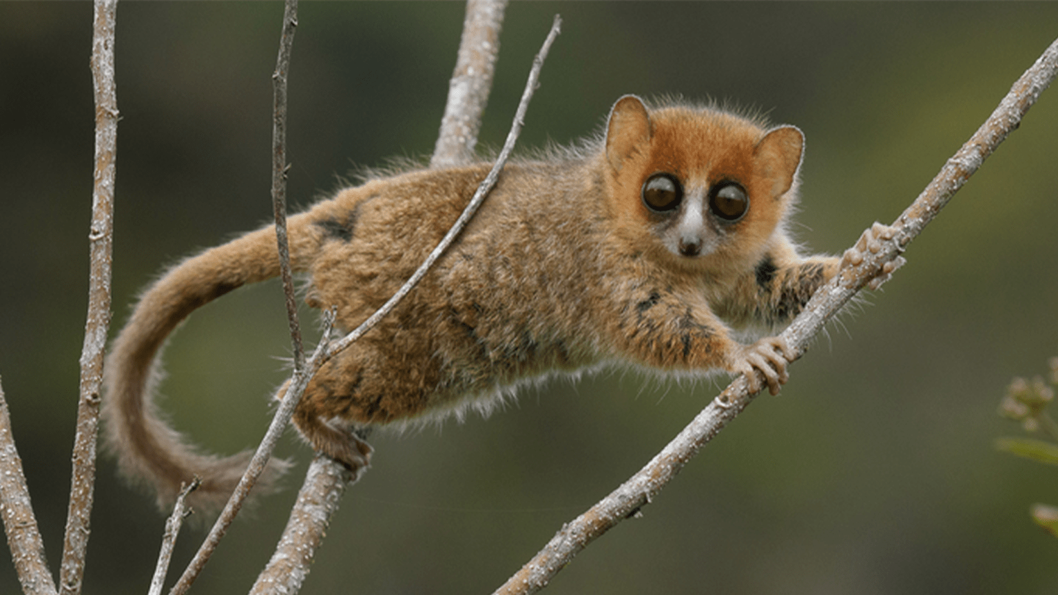 Swift effort needed to protect Madagascar's mammals | Popular Science