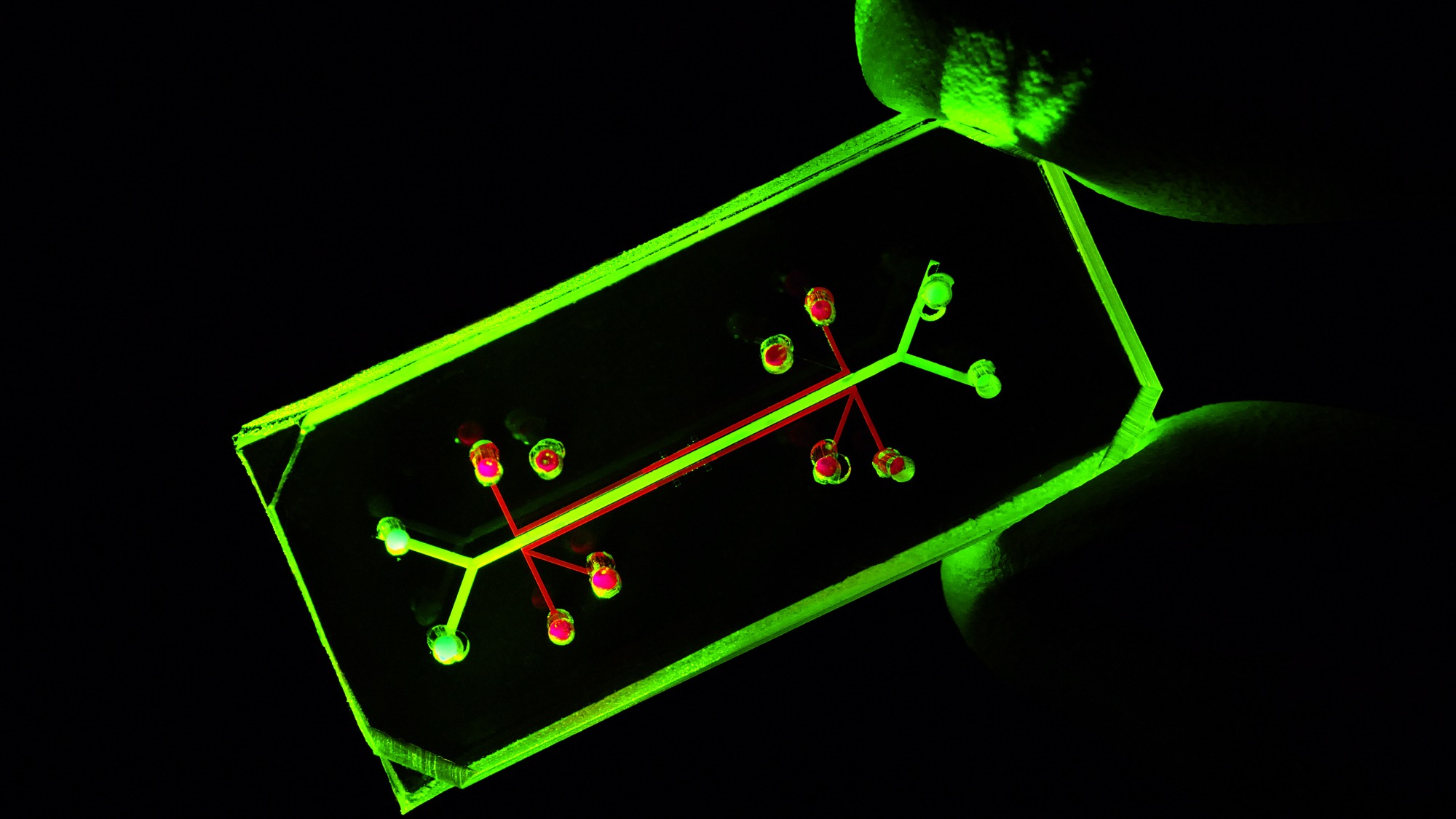 Why are organs-on-a-chip such a big deal? | Popular Science