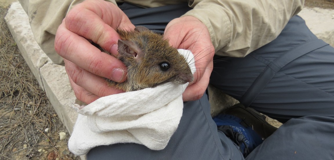 This Australian park is betting on rats | Popular Science