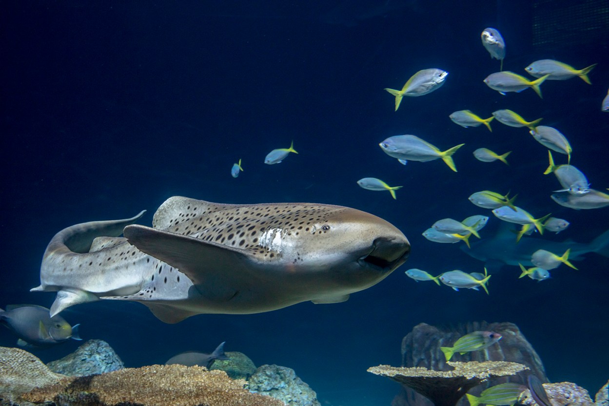 Baby shark born without sperm at Shedd Aquarium | Popular Science