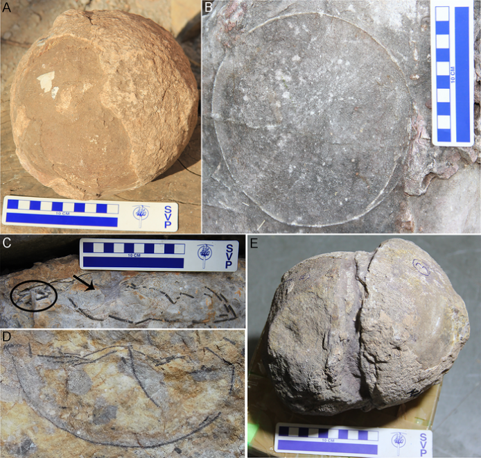 Team finds 256 fossilized titanosaur eggs in India | Popular Science