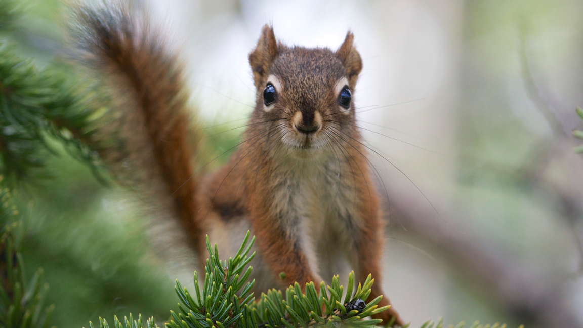 How squirrels gamble with their genetics | Popular Science