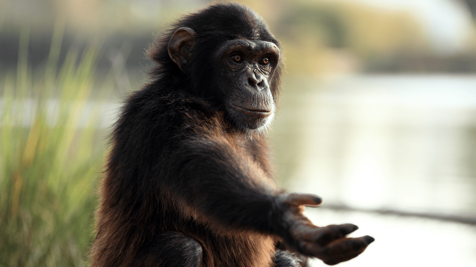Chimpanzee and human teens can both be reckless | Popular Science