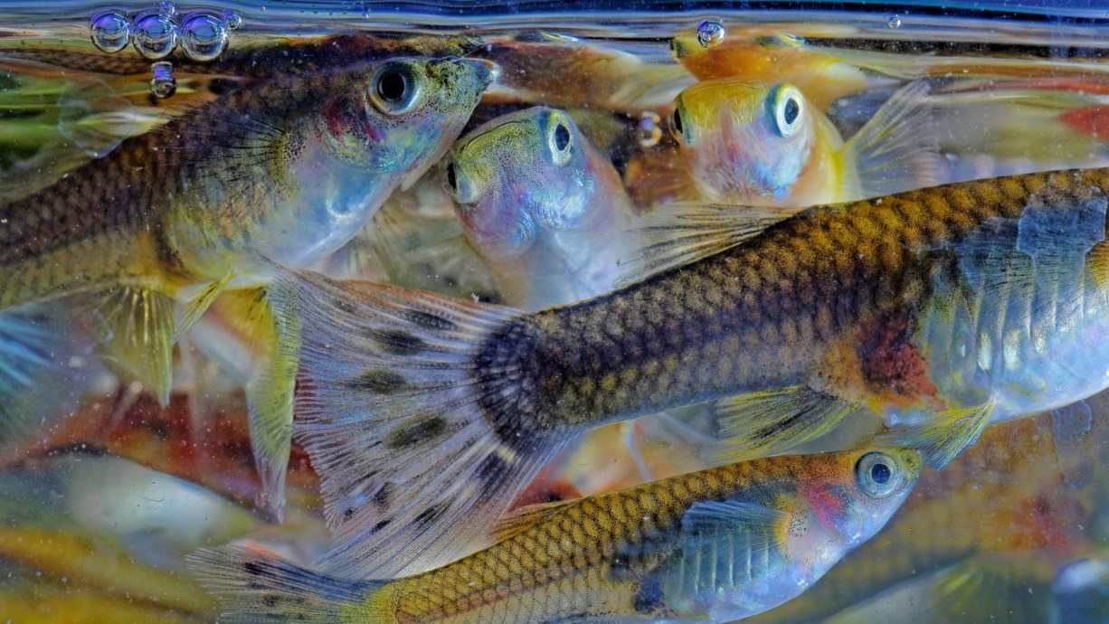 Dirty waterways may alter fish behavior | Popular Science