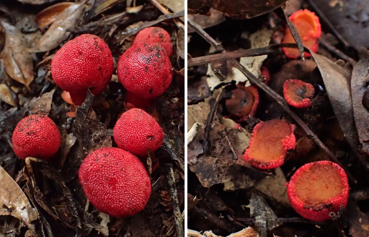 This parasitic plant's survival could hinge on a rare rabbit | Popular ...