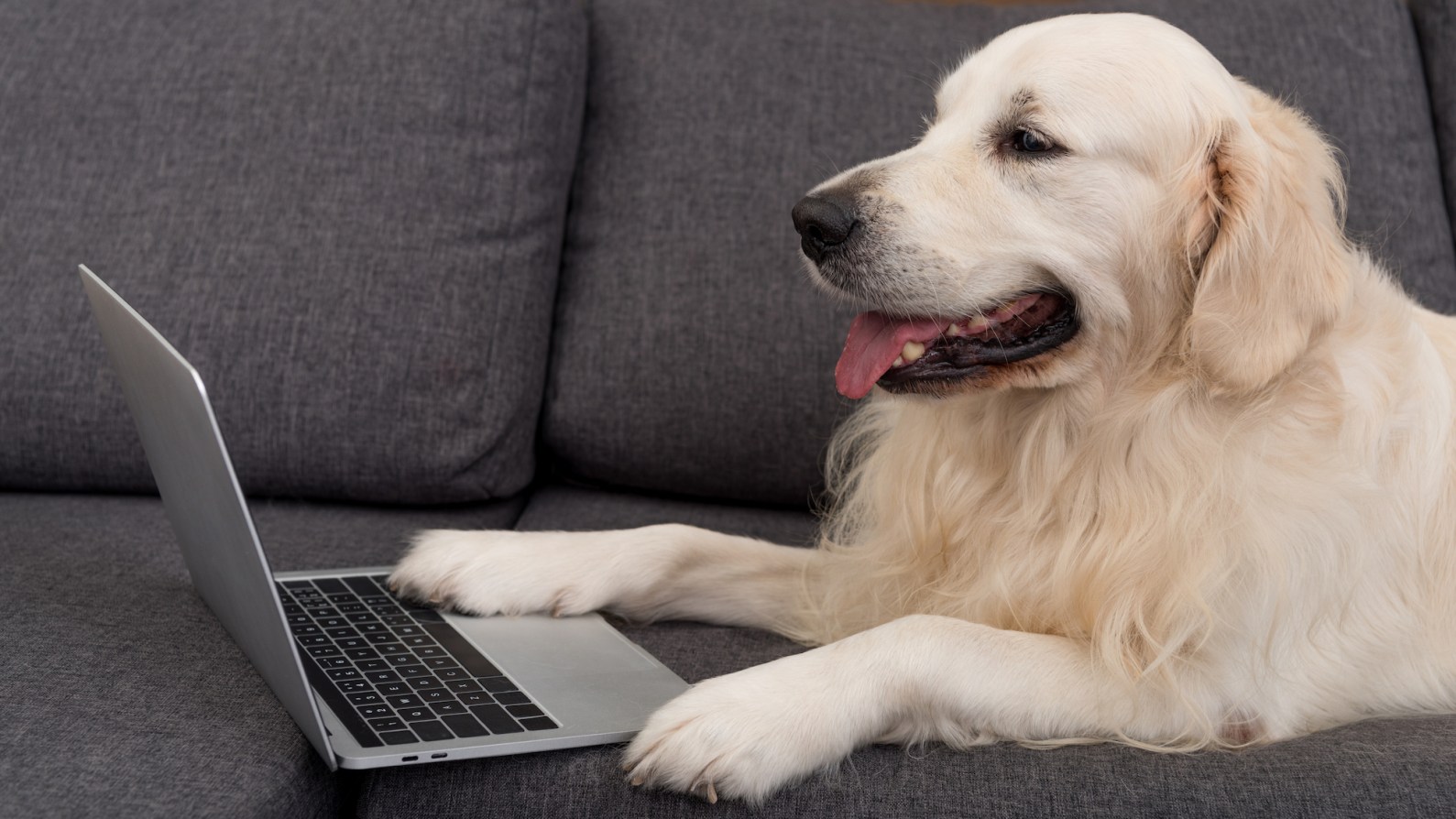 Vets are cautious of Chewy's foray into pet telehealth | Popular Science