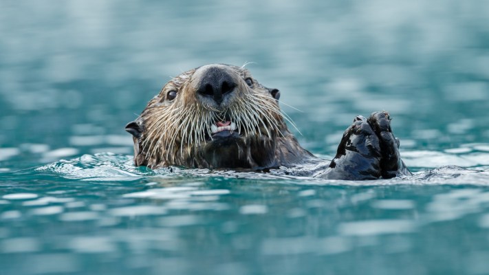 Sea otter recovery sends ripples through the ecosystem | Popular Science