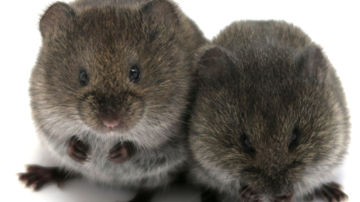 Prairie voles inspire love without oxytocin | Popular Science