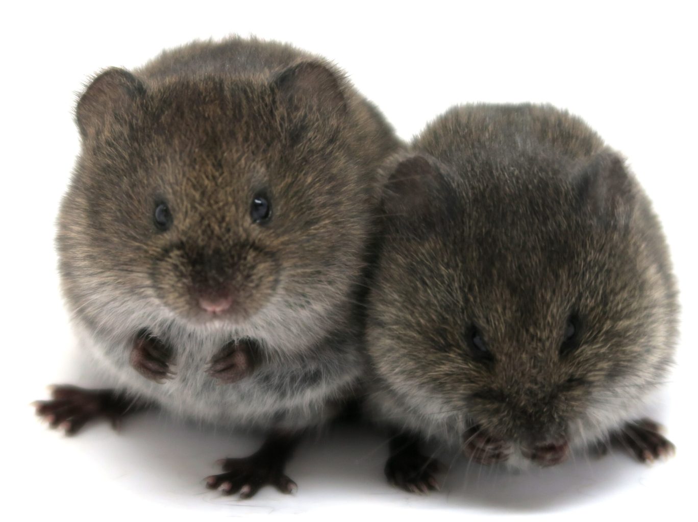 Prairie voles inspire love without oxytocin | Popular Science