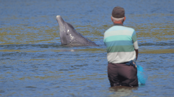 These dolphins and fishers work together in Brazil | Popular Science