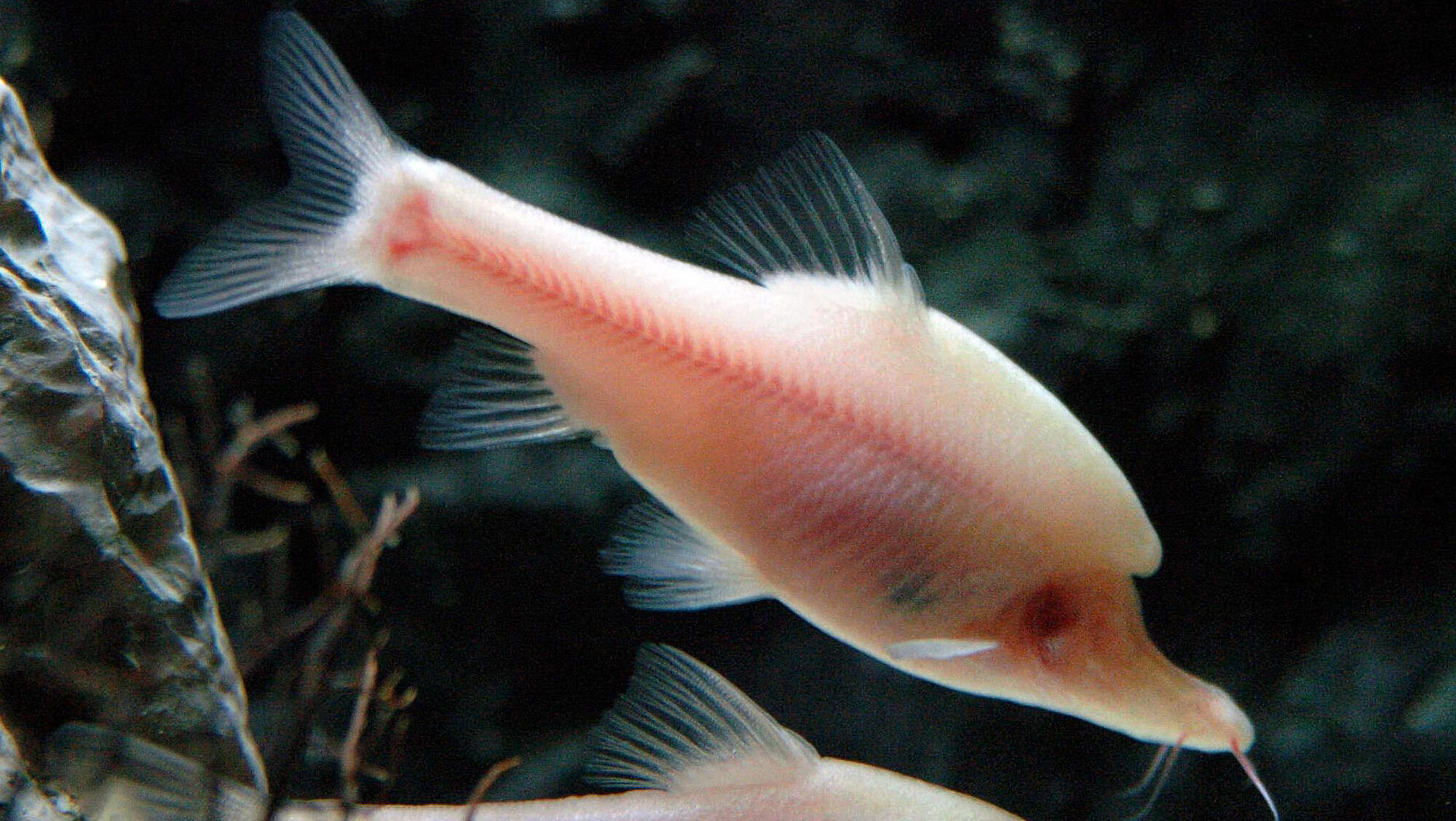 Blind, horned unicorn fish found in China | Popular Science