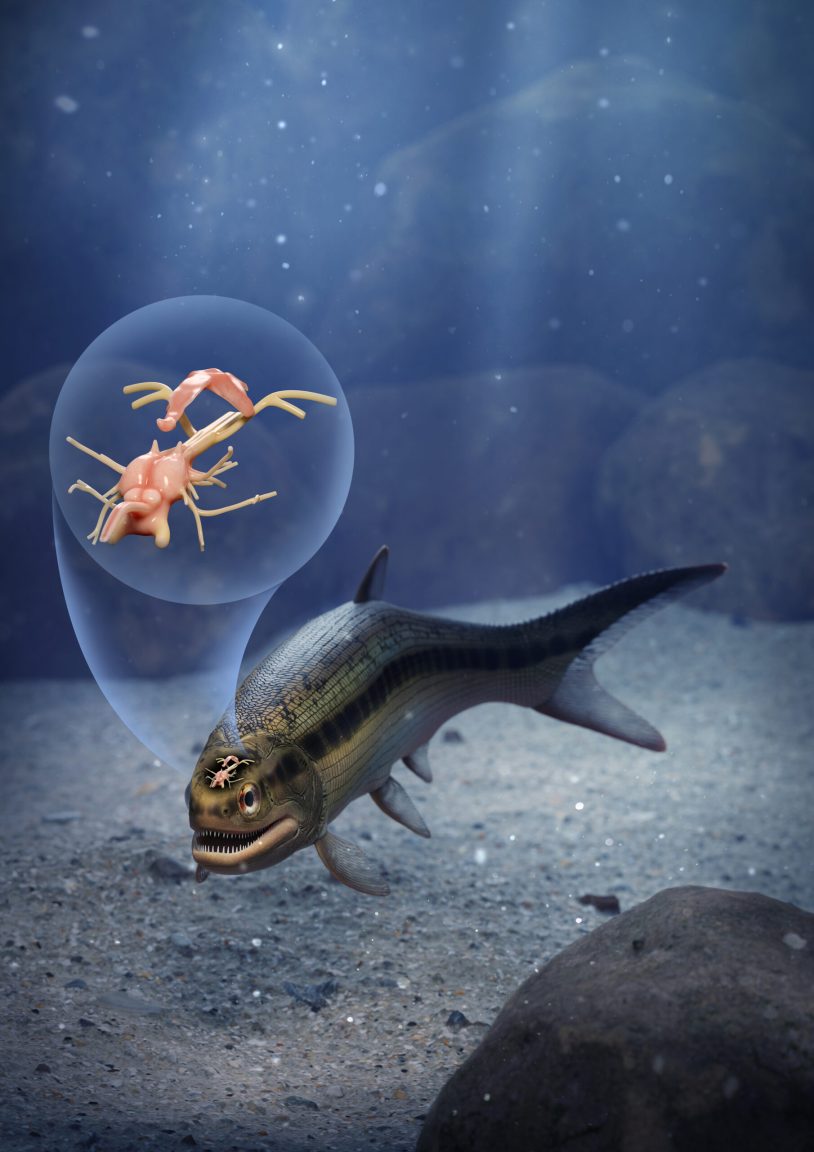 This tiny brain comes from a 319-million-year-old fish | Popular Science