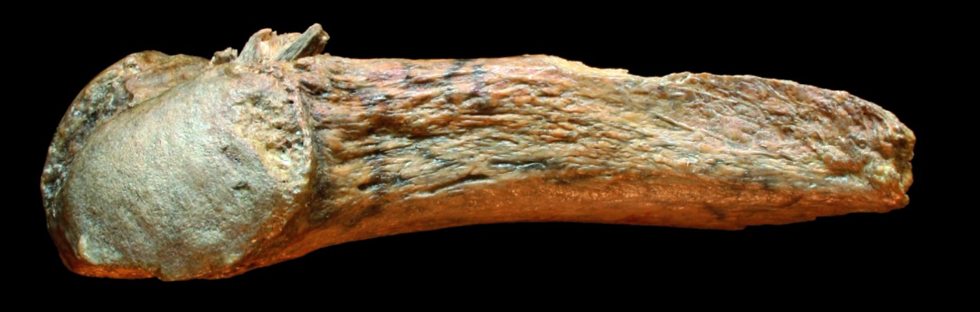 Ancient humans used mastodon bones to hunt the giant beasts | Popular ...
