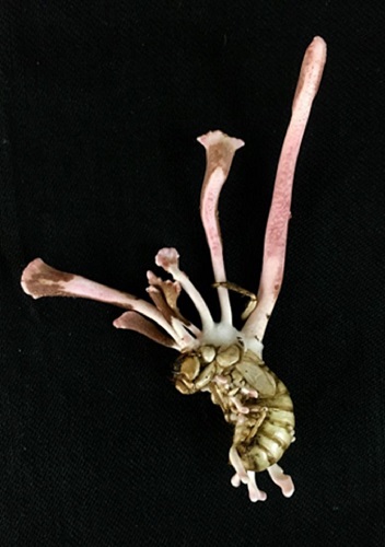 'Zombie fungus' is not a real-life threat to humans | Popular Science