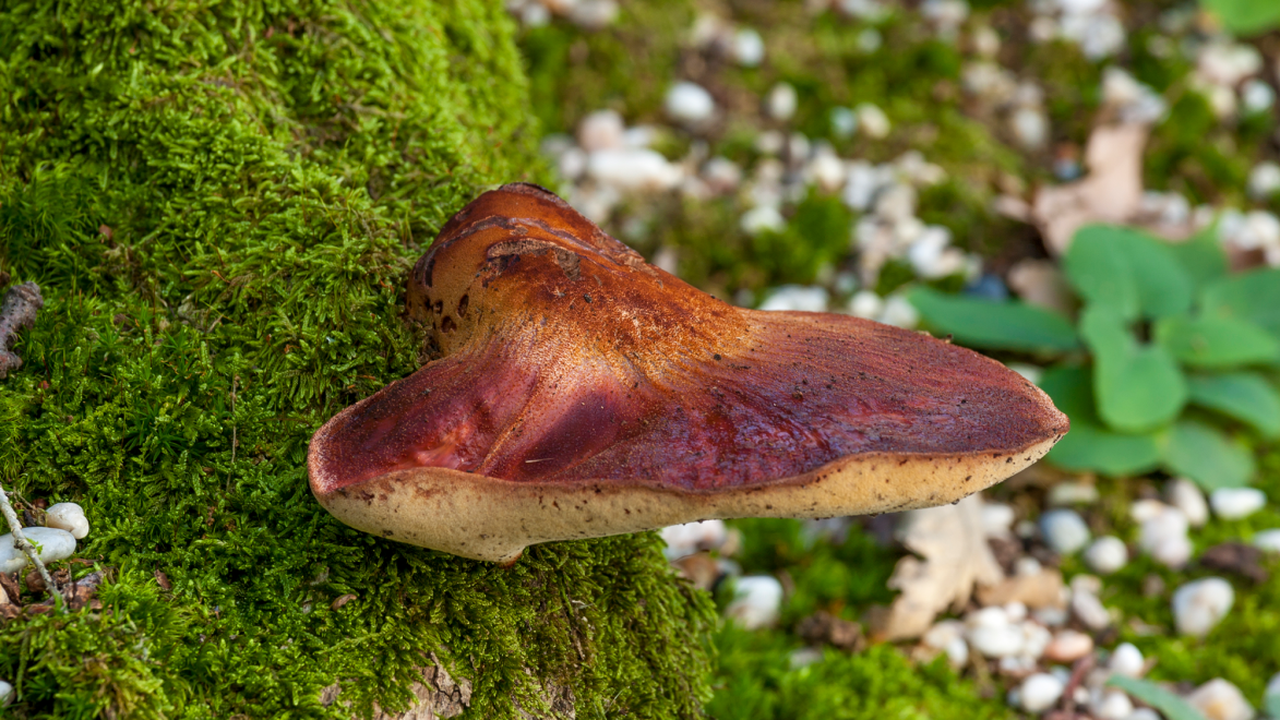 After a wildfire, certain fungi and bacteria take over | Popular Science