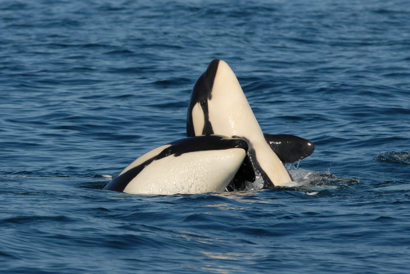 For orca moms, raising sons has a heavy cost | Popular Science