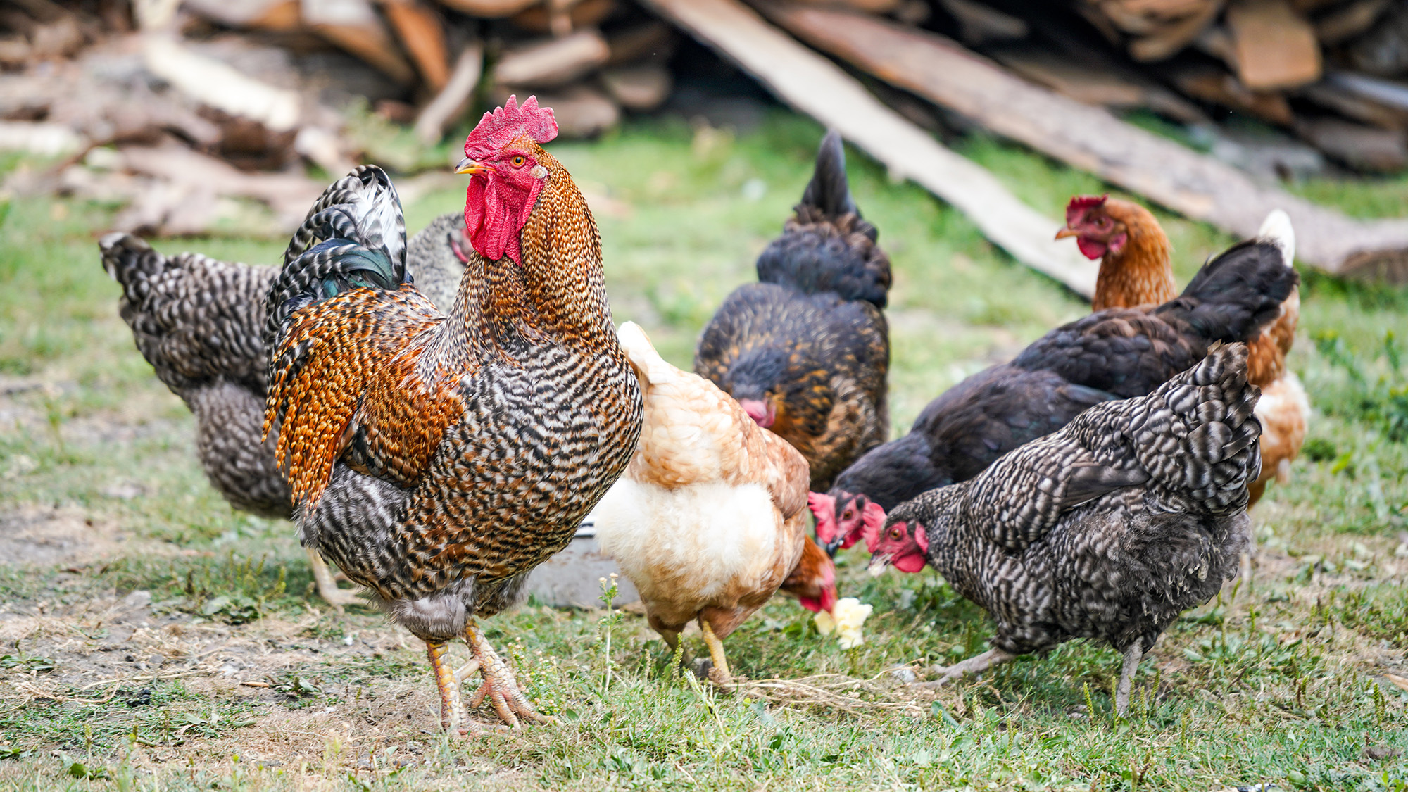 Everything you need to know before raising backyard chickens | Popular ...