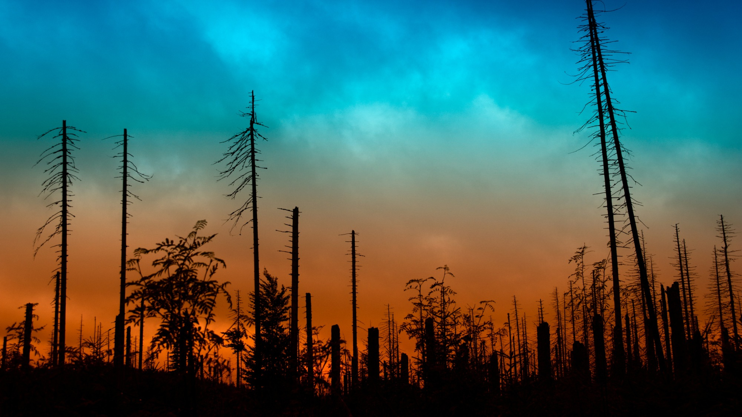 Does thinning work for wildfire prevention? | Popular Science