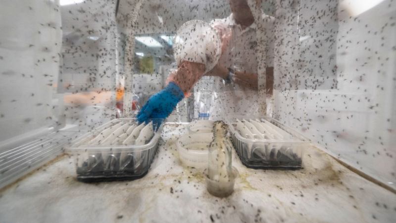 WHO declares Belize malaria-free | Popular Science