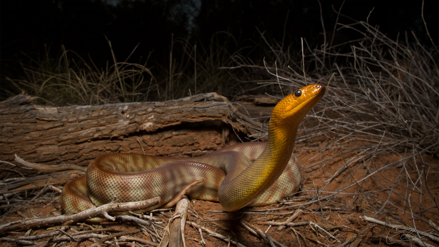 Snakes can hear better than we give them credit for | Popular Science