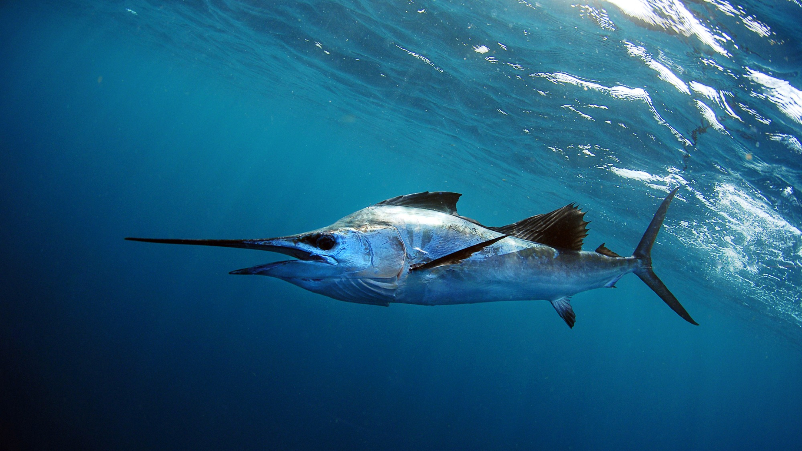 Scientists catch rare footage of a sailfish hunting tuna | Popular Science