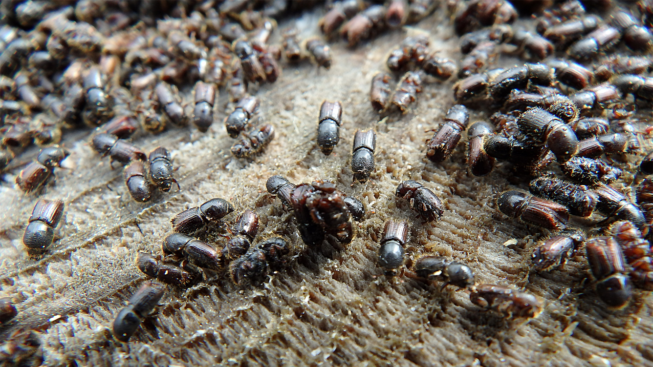 These tree-killing beetles are lured by fungus smells | Popular Science
