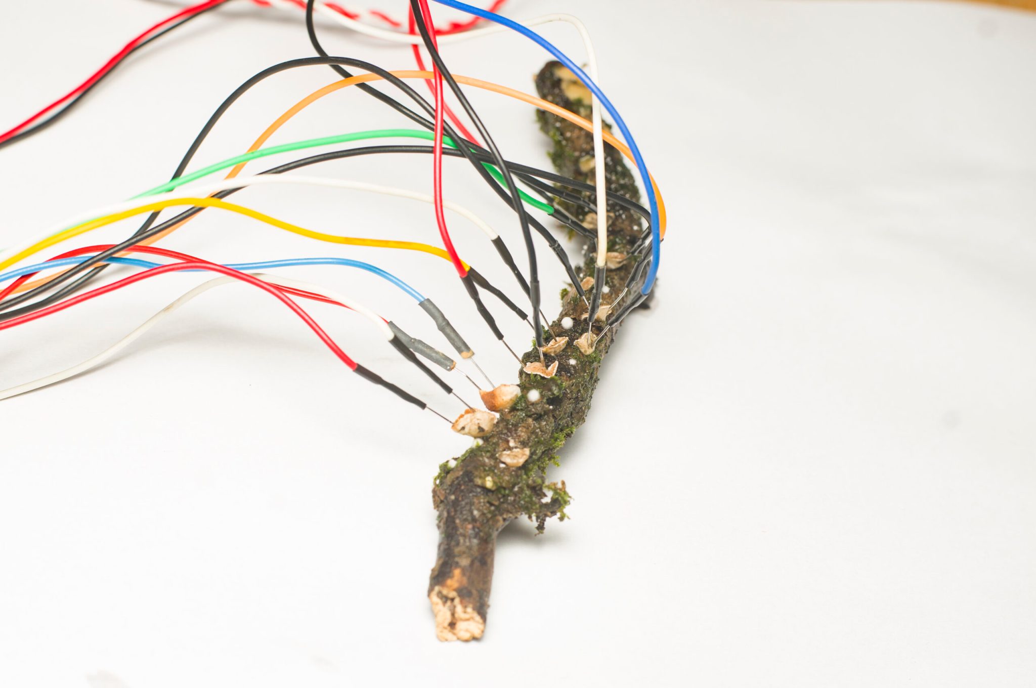 A look inside the lab building mushroom computers | Popular Science