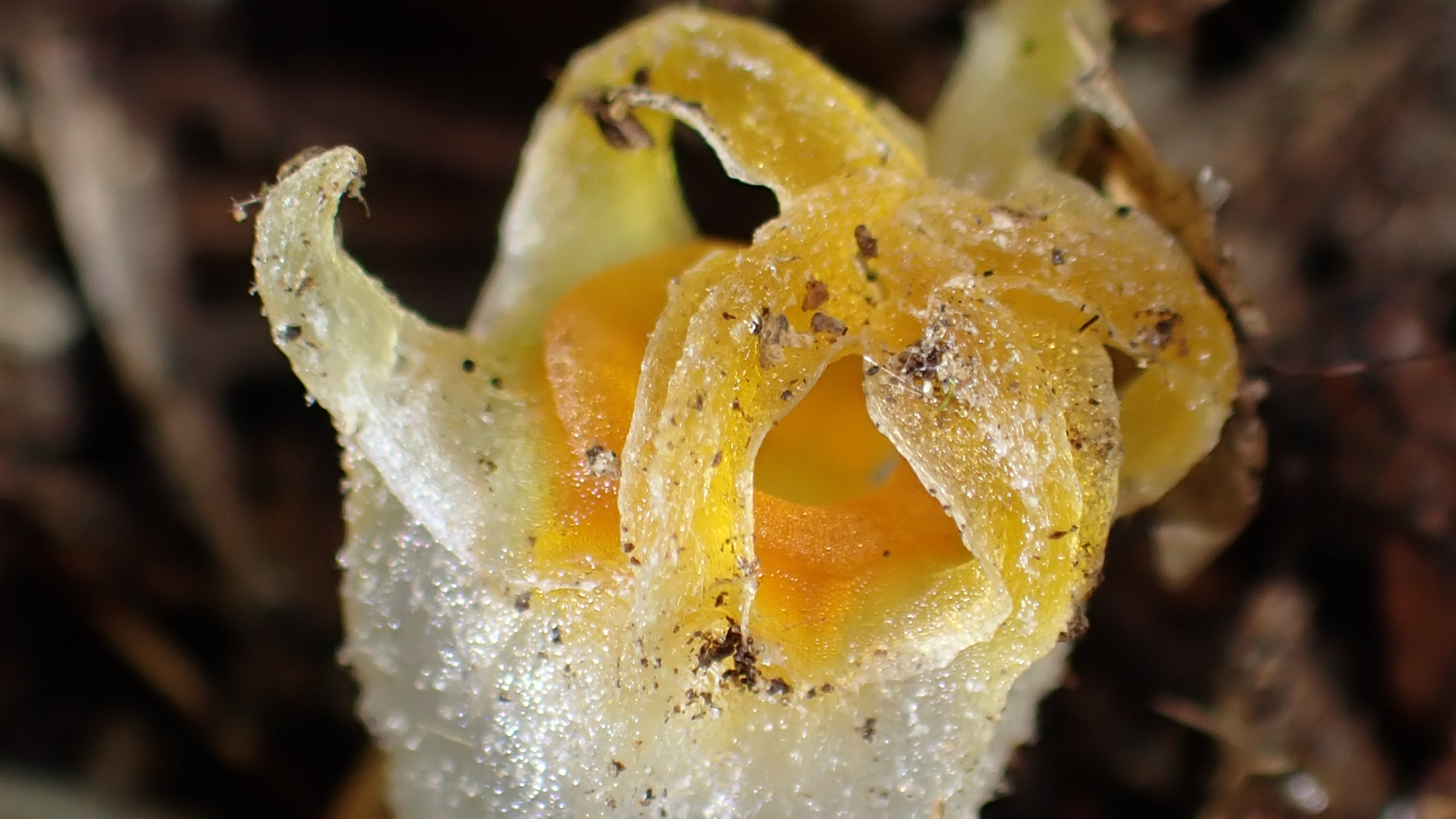 These fungi-eating, fairy-like plants aren't extinct after all ...