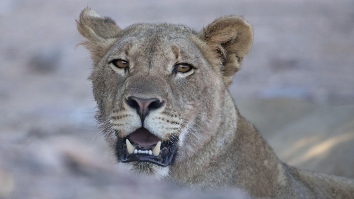 In parts of Namibia, lions prowl beaches | Popular Science