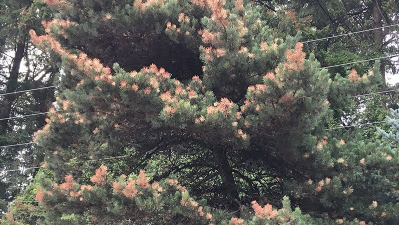 Planting trees as carbon offsets is trickier than it seems | Popular ...