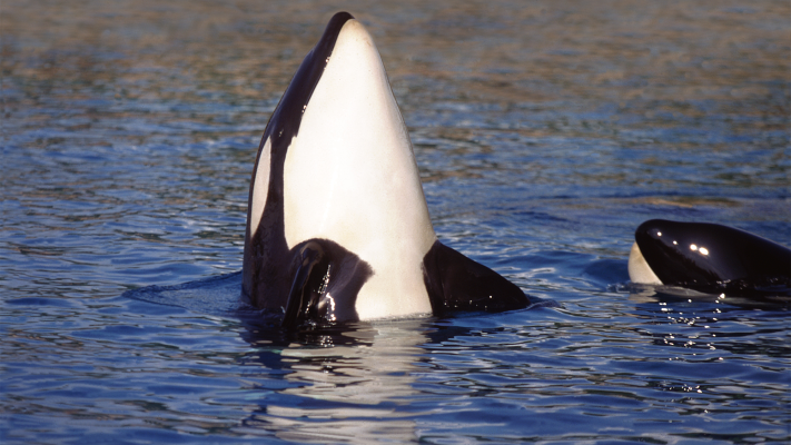 How crafty orca whales hunt near submarine canyons | Popular Science