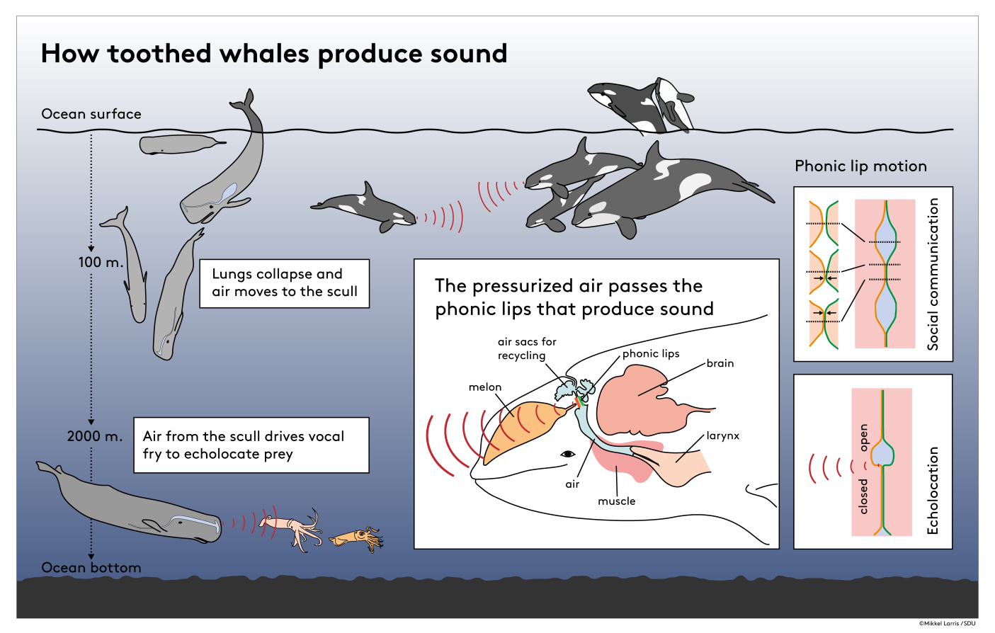 Vocal fry helps toothed whales echolocate | Popular Science