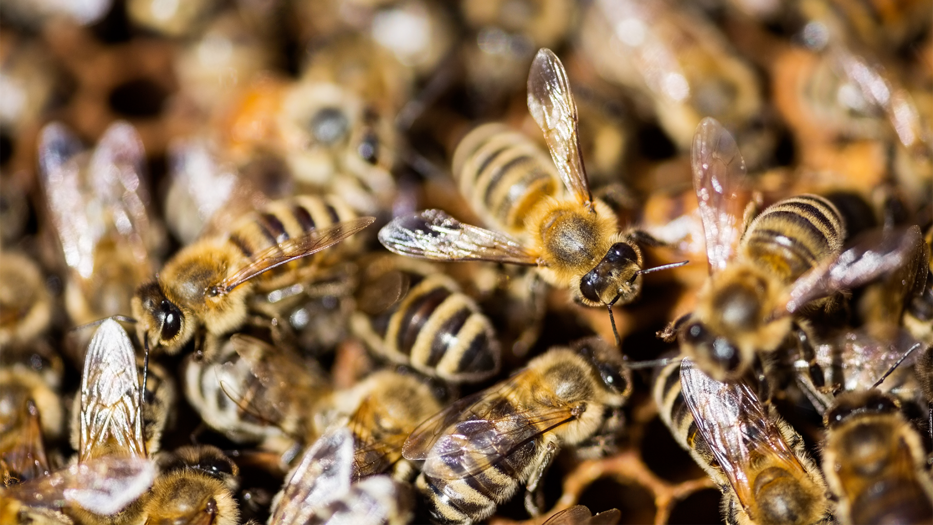 The bee 'waggle dance' is passed down by older bees | Popular Science
