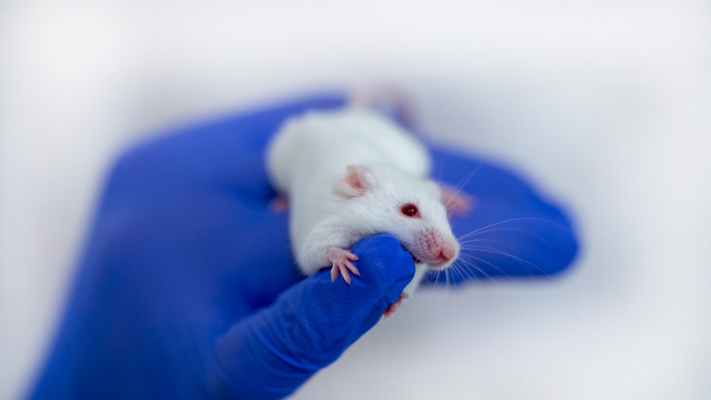 Growing antlers on mice could lead to new medical treatments | Popular ...