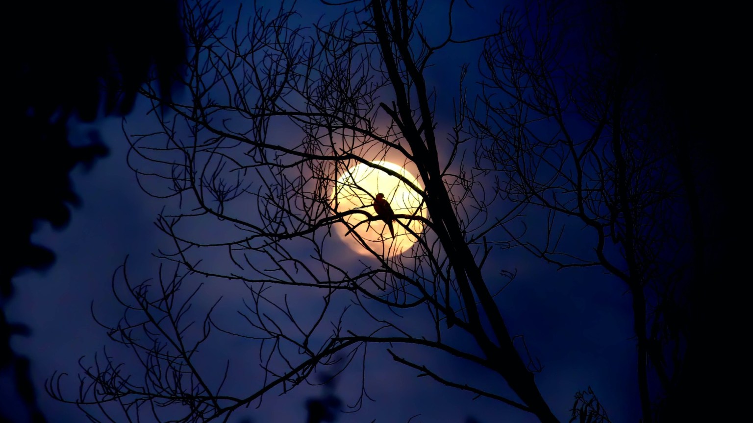 A new lighting design follows the moon's natural cues | Popular Science