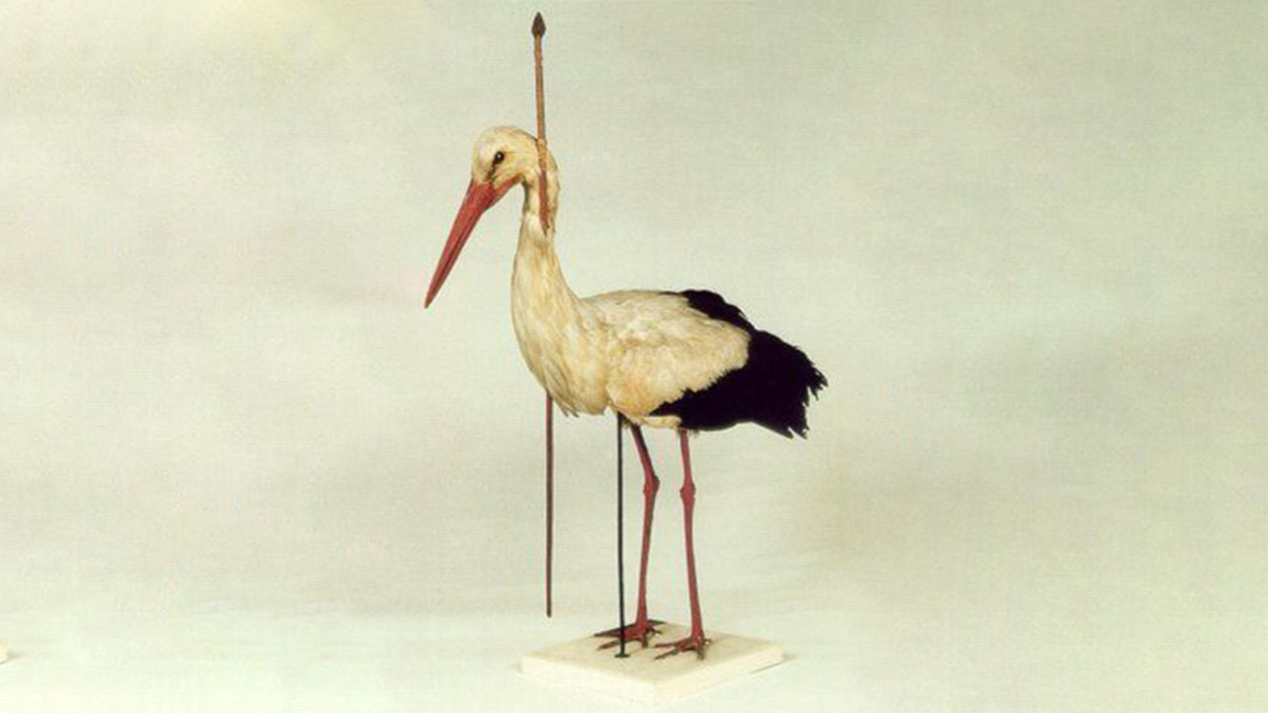 A stork impaled by a 30-inch spear flew thousands of miles to make it ...