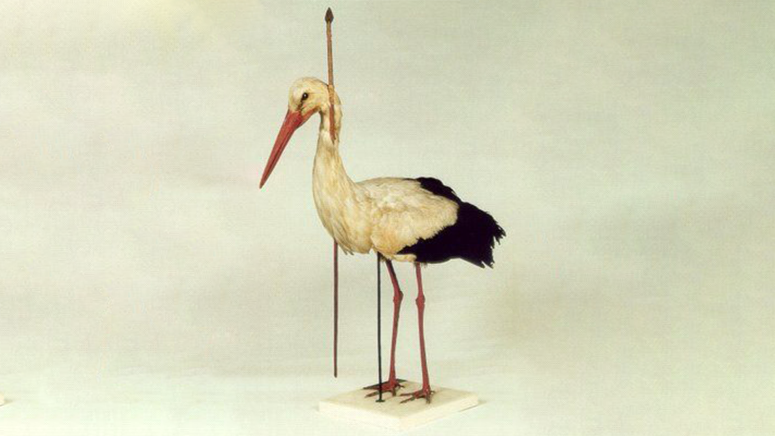 A stork impaled by a 30-inch spear flew thousands of miles to make it ...
