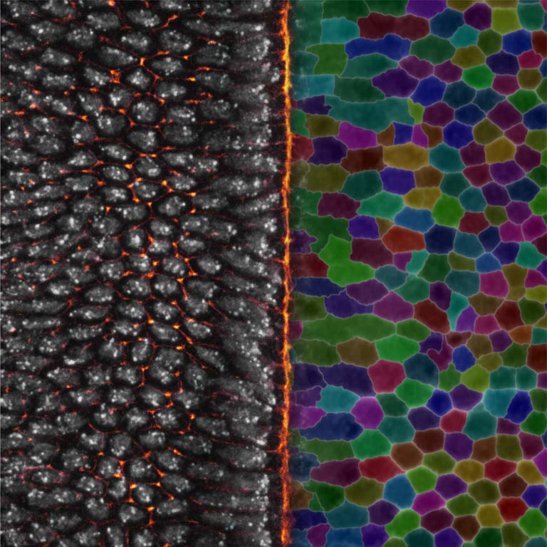 MIT biomedical image gallery 2023 | Popular Science