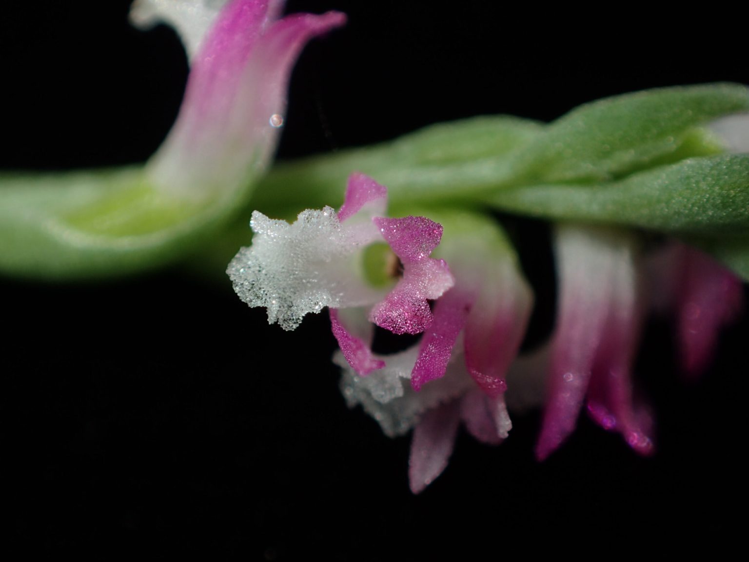 This gorgeous, glassy orchid is a species of its own | Popular Science
