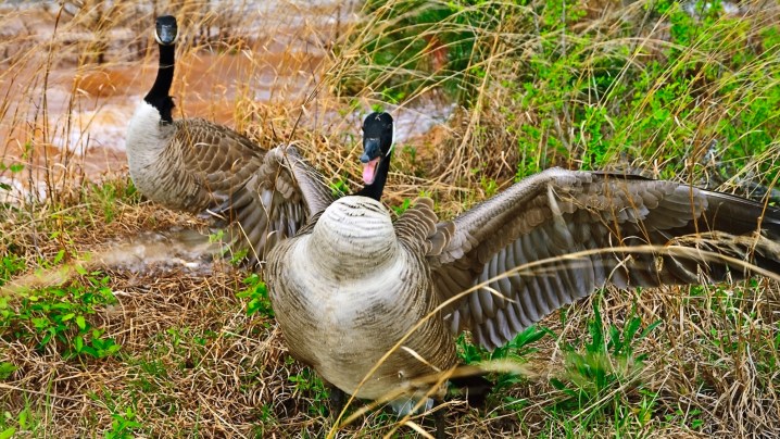 How to avoid getting attacked by a goose | Popular Science