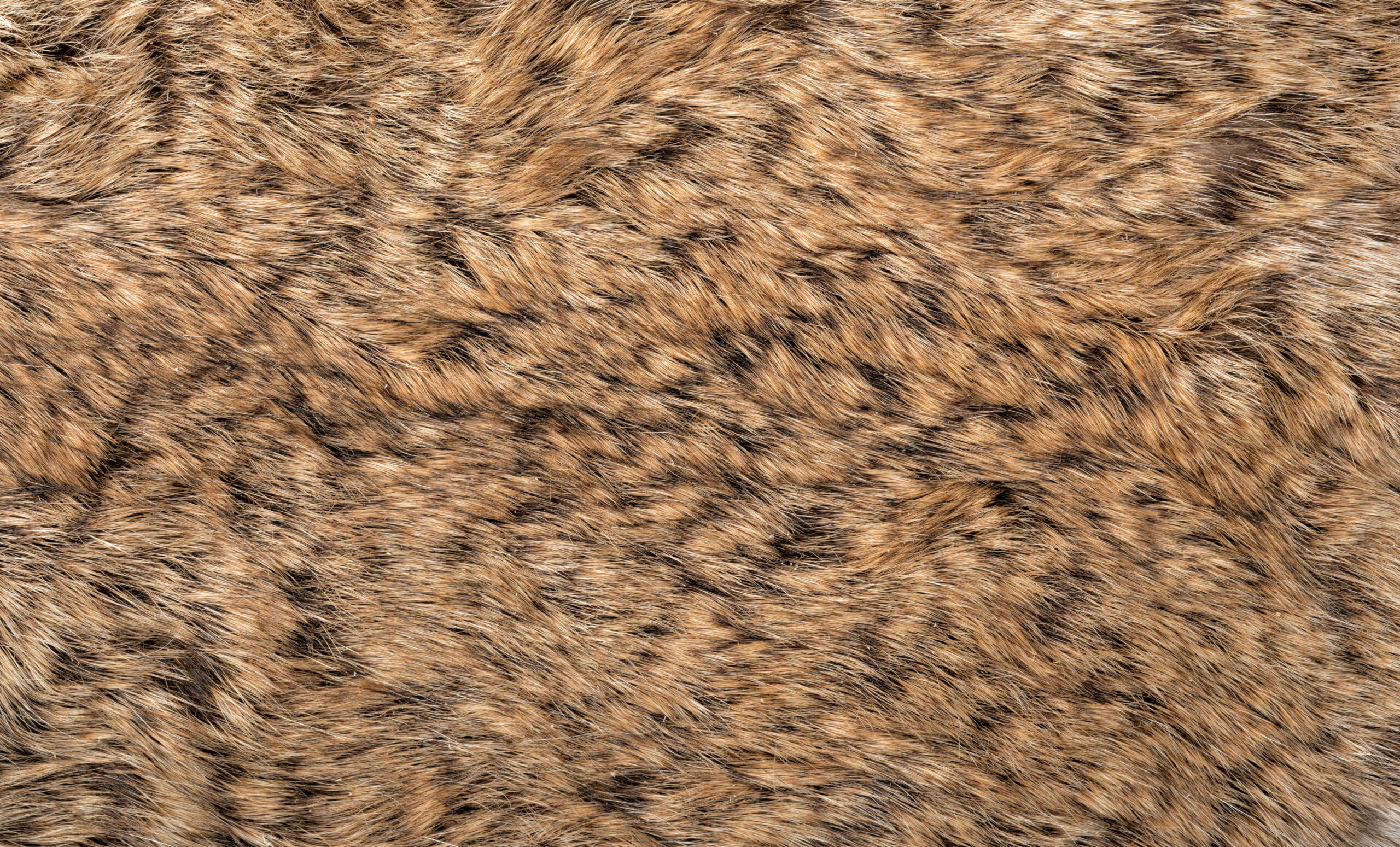 Decoding genetic secrets of the white-tailed jack rabbit | Popular Science