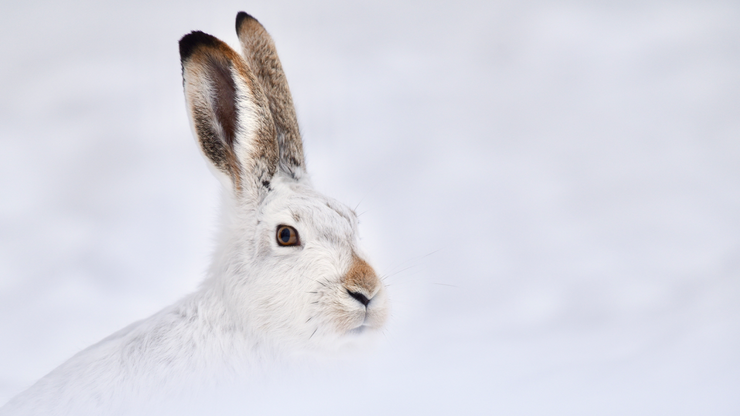 Decoding genetic secrets of the white-tailed jack rabbit | Popular Science
