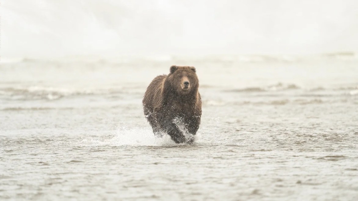 A guide to the running speeds of bears | Popular Science