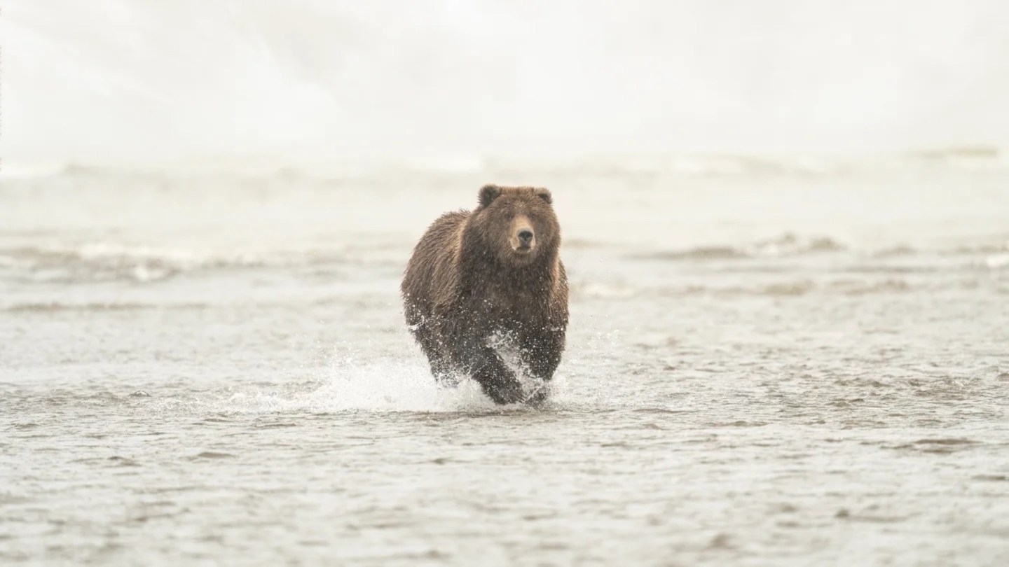 A guide to the running speeds of bears | Popular Science