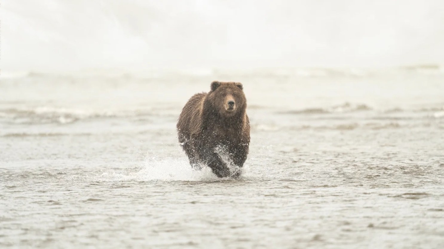 A guide to the running speeds of bears | Popular Science