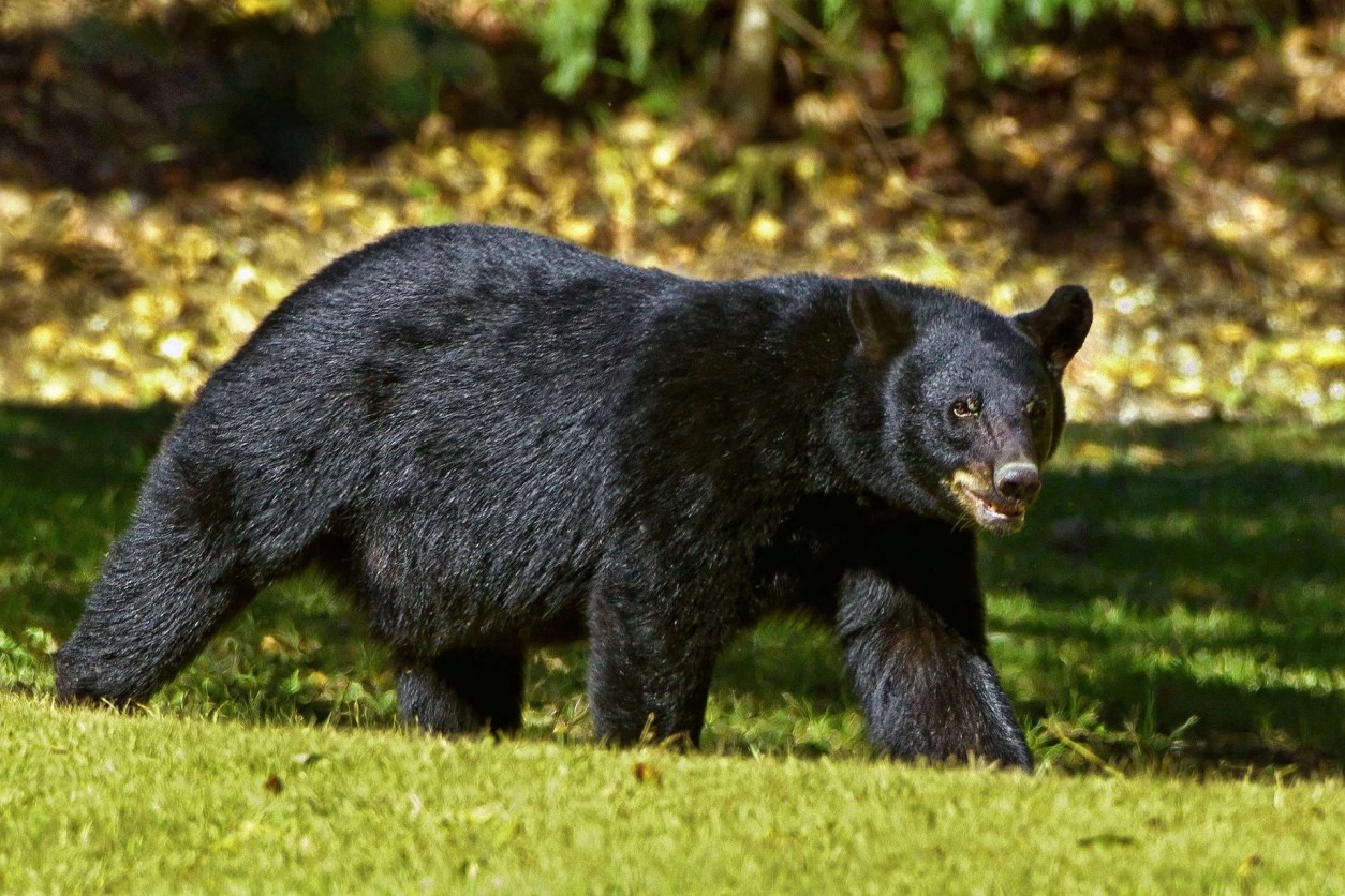 A guide to the running speeds of bears | Popular Science