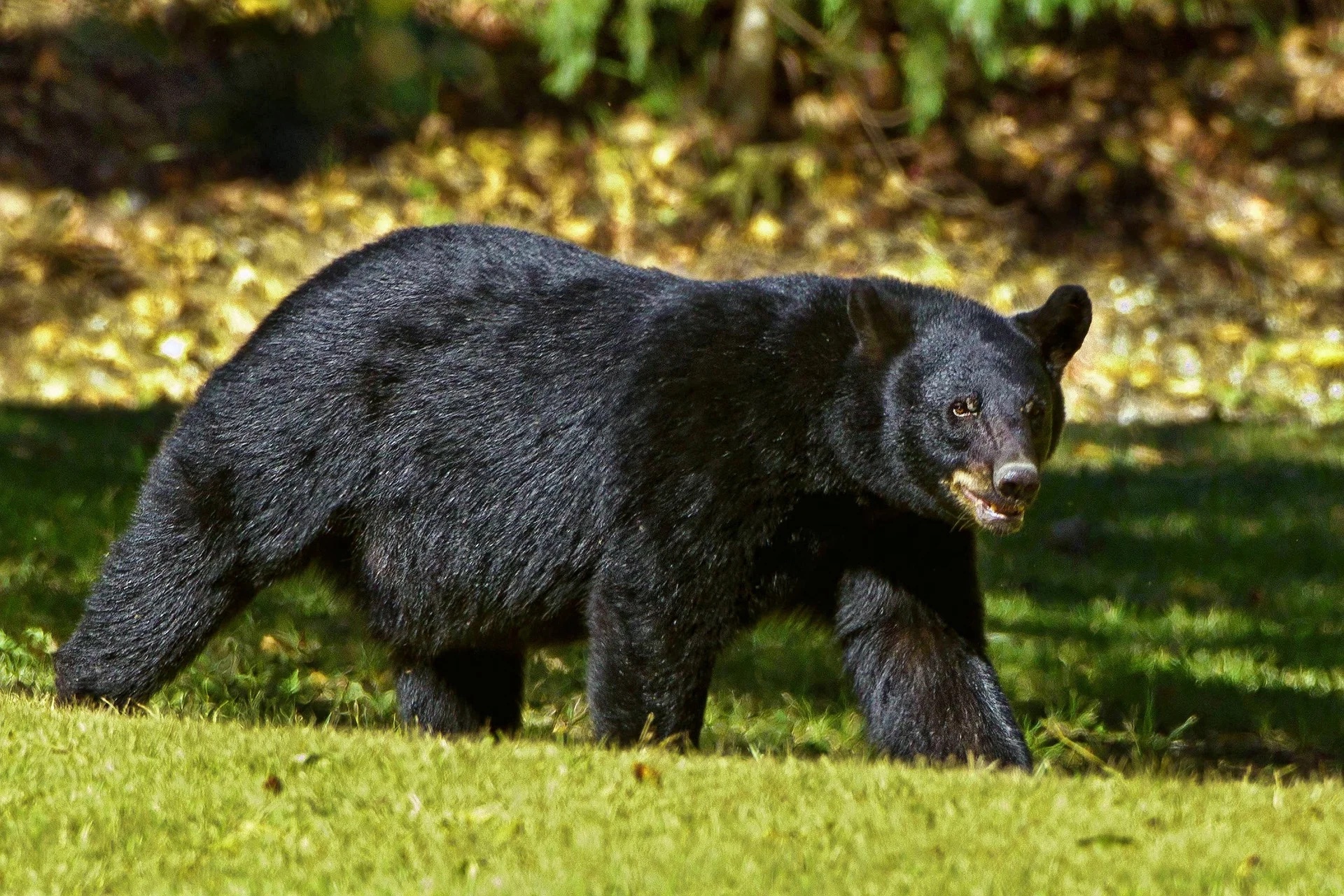 A guide to the running speeds of bears | Popular Science