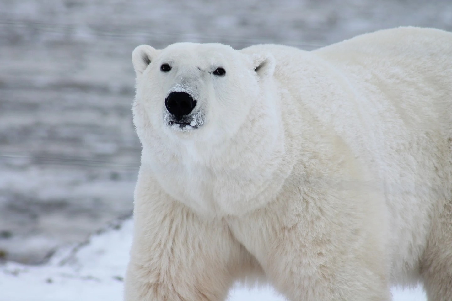 A guide to the running speeds of bears | Popular Science