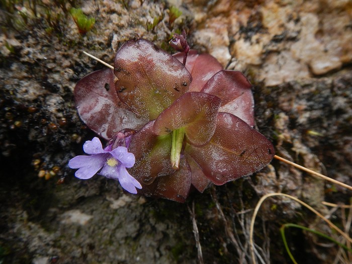Rare insect-eating plants found in the rugged Andes | Popular Science