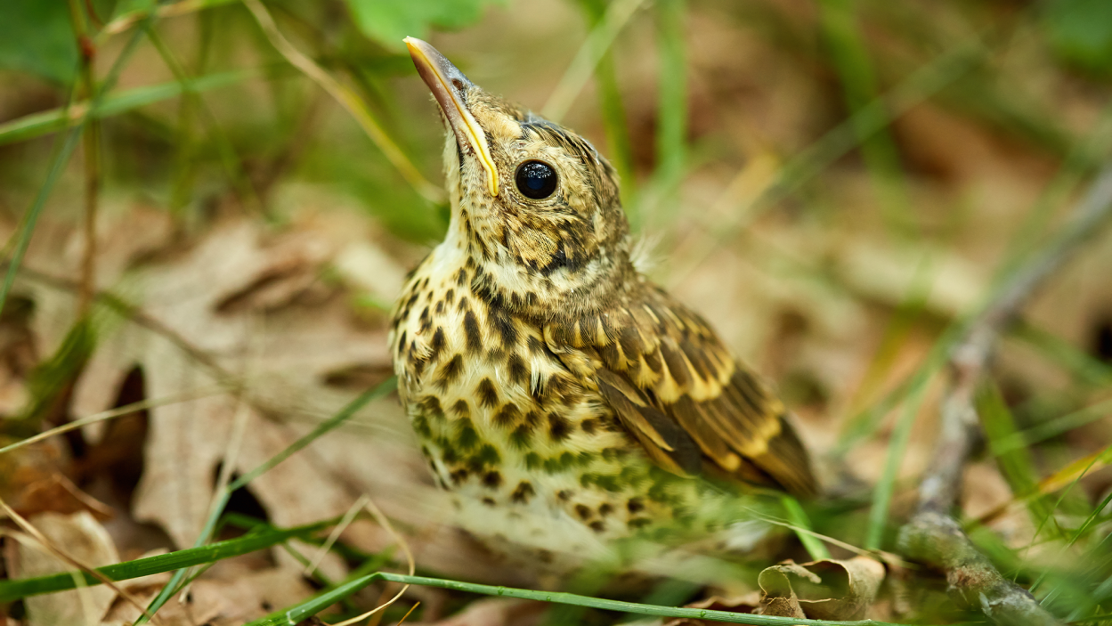 Bird poop can teach us about the avian gut microbiome | Popular Science